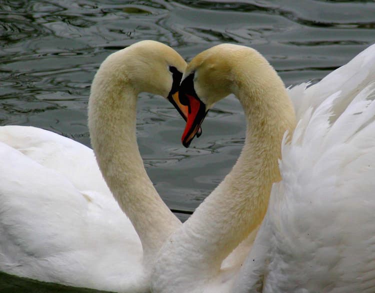Animals That Mate for Life: A Scientific Look at Monogamous Species ...