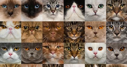 How to Keep the Peace in a Multiple Cats Household - Petful