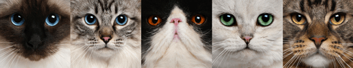 How to Keep the Peace in a Multiple Cats Household - Petful