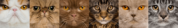 How to Keep the Peace in a Multiple Cats Household - Petful