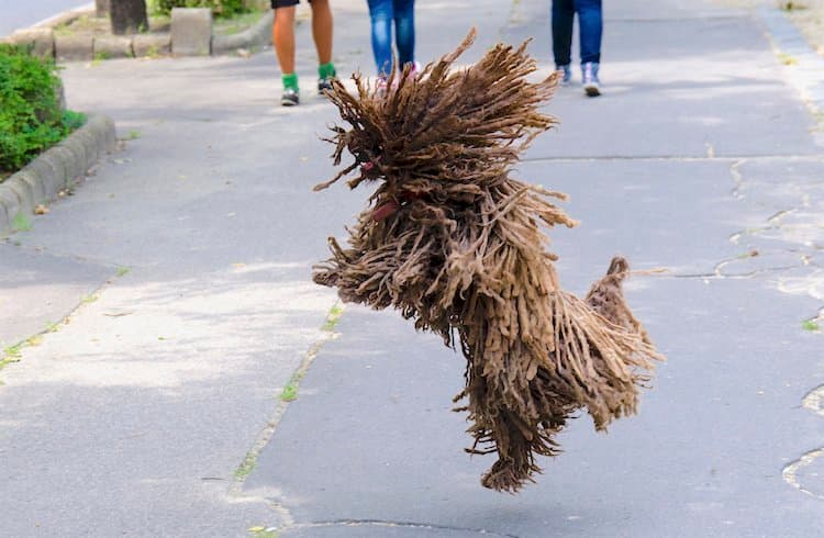 Puli Breed Profile: Essential Facts - Petful