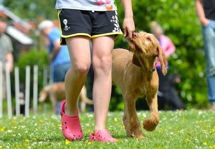 5 Basic Dog Commands to Ensure a Well-Behaved and Happy Dog - Petful