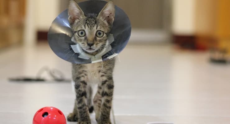 Understanding and Treating Abscesses in Cats: Symptoms, Causes, and ...