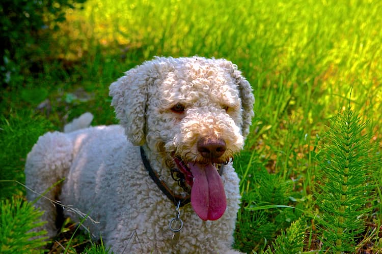 Lagotto Romagnolo: 5 Things to Know About This Dog Breed