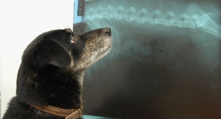 Understanding the Ingestion of Foreign Bodies in Dogs: Prevention and ...