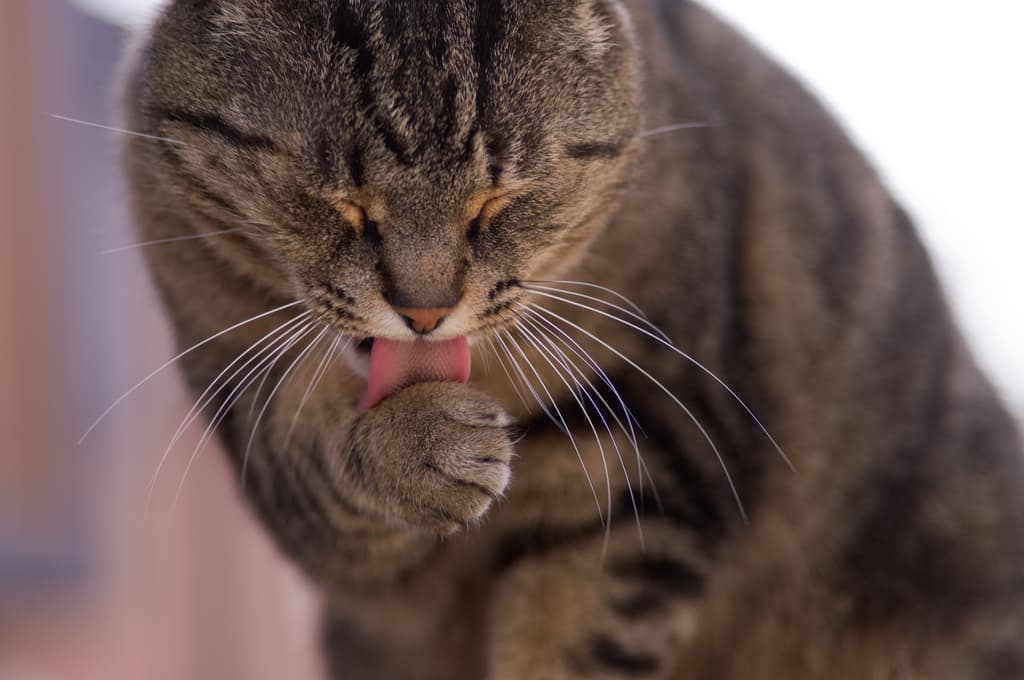 The Hidden Dangers of Secondhand Smoke to Pets: What Every Pet Owner ...