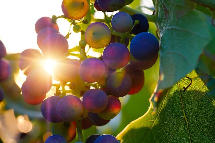 Dog Ate a Grape? 3 Steps to Take in the Next 2 Hours [2026]