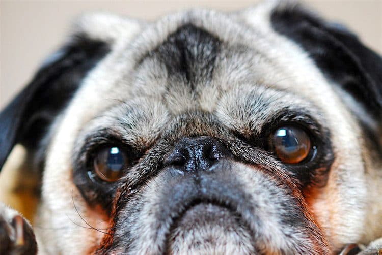 Entropion in Dogs and Surgery: What You Need to Know (Vet-Approved)