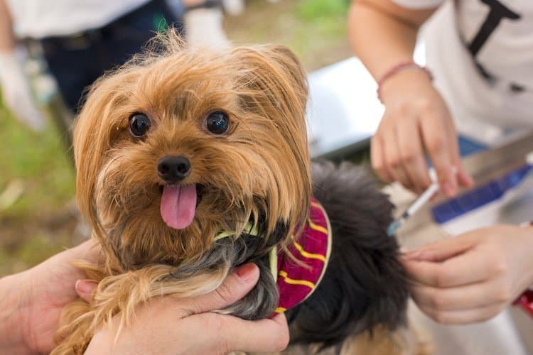 Do Dogs Burp? Understanding Why Your Dog May Be Burping Frequently - Petful