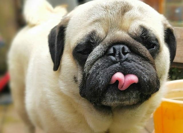 Do Dogs Burp? Understanding Why Your Dog May Be Burping Frequently - Petful