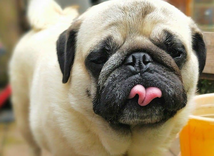 Do Dogs Burp? Understanding Why Your Dog May Be Burping Frequently - Petful