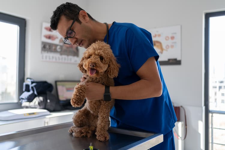 The Best Joint Supplements for Dogs: Vet-Reviewed Picks for Every Need ...