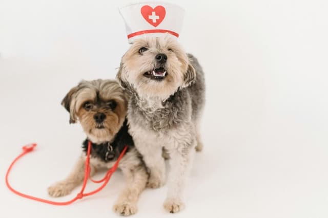 How to Make a Pet First Aid Kit at Home - Petful