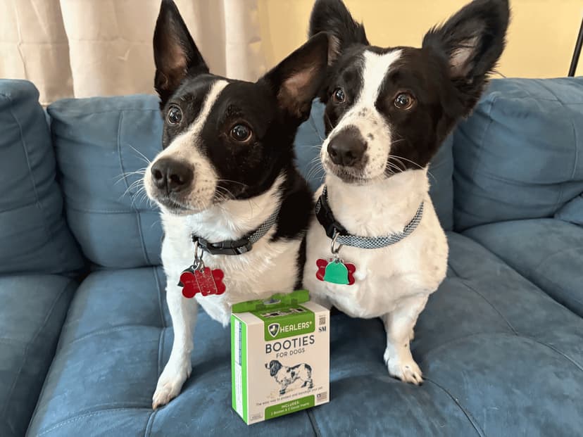 Healers Medical Dog Booties: Pet Parent Case Study - Petful