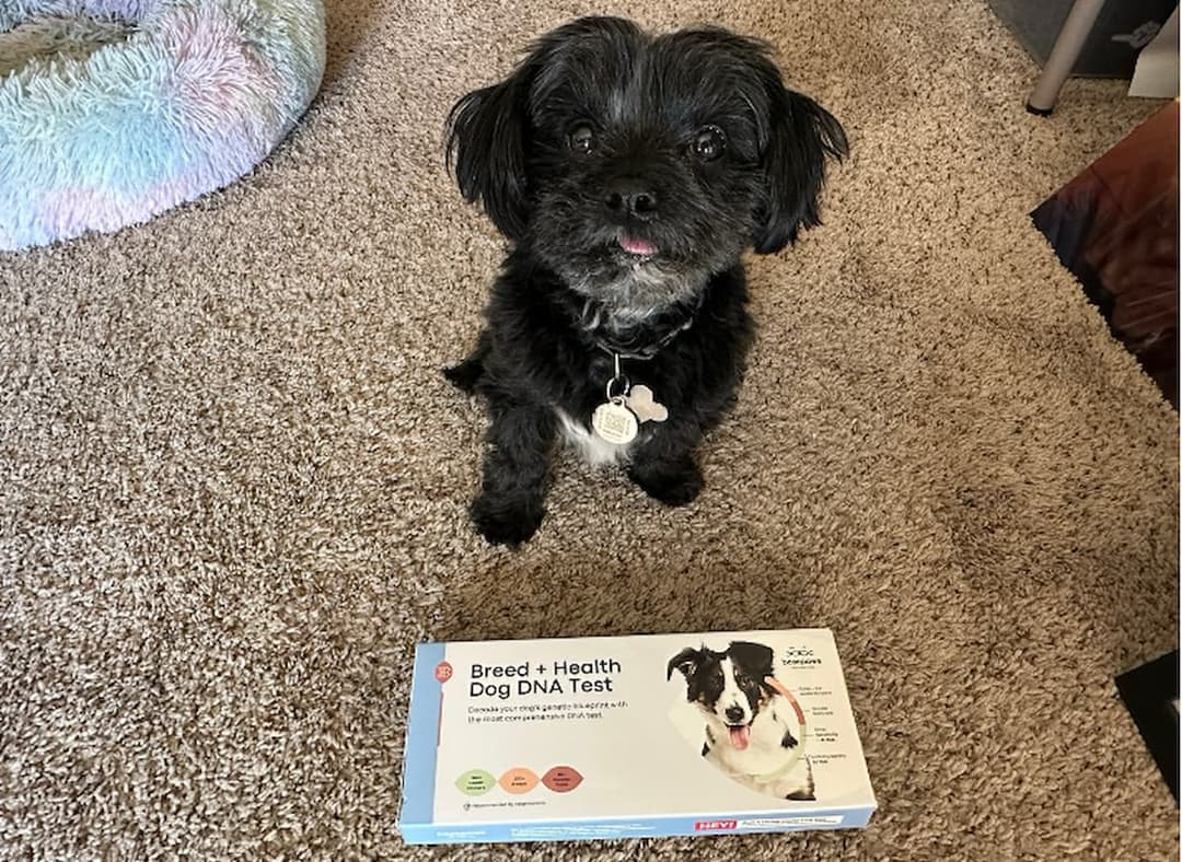 Addison’s Disease in Dogs: What You Need to Know - Petful