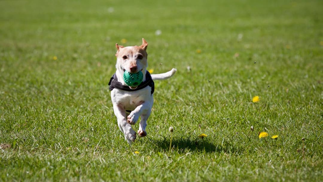 Protein for Dogs: Signs of Protein Deficiency and How to Fix It - Petful