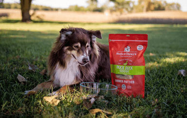 Why Your Dog Eats Too Fast + How to Slow Them Down (Vet-Approved)