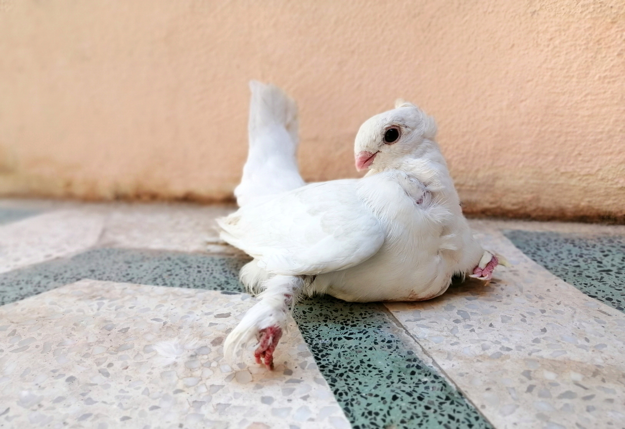 Caring for a Bird With Splayed Legs: Causes, Prevention, and Treatment ...