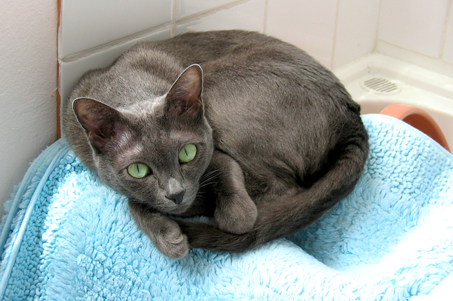 Cat Breed Profile: Korat - Petful