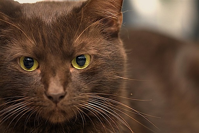 Cat Breed Profile: Havana - Petful