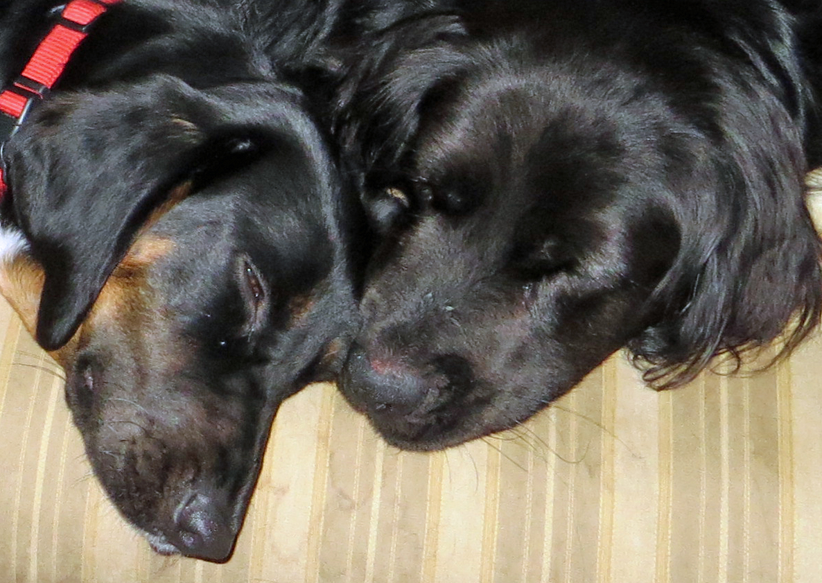 Understanding and Managing High Blood Pressure in Dogs - Petful
