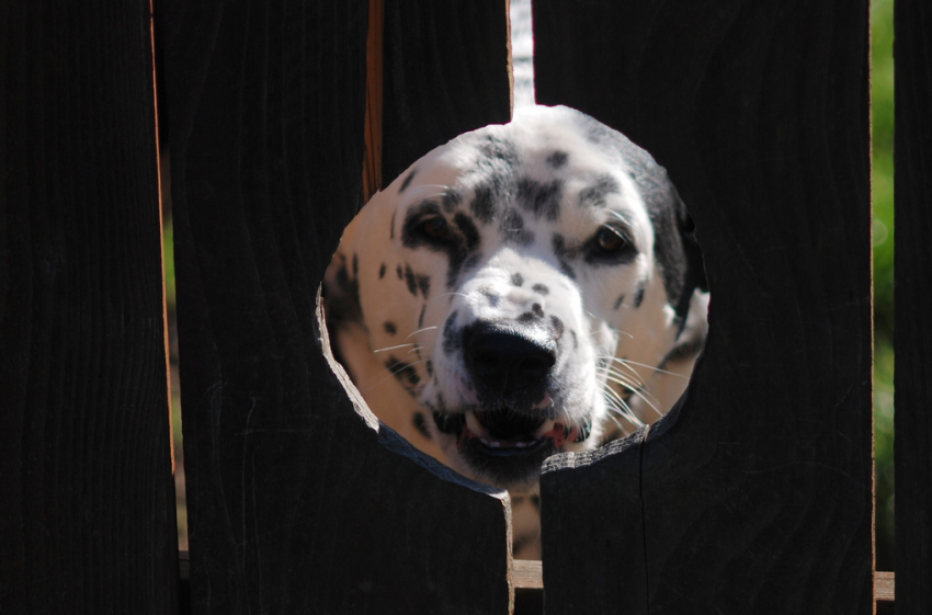 Dealing with Mean Dogs: 5 Tips for Managing Aggressive Neighbors' Dogs ...