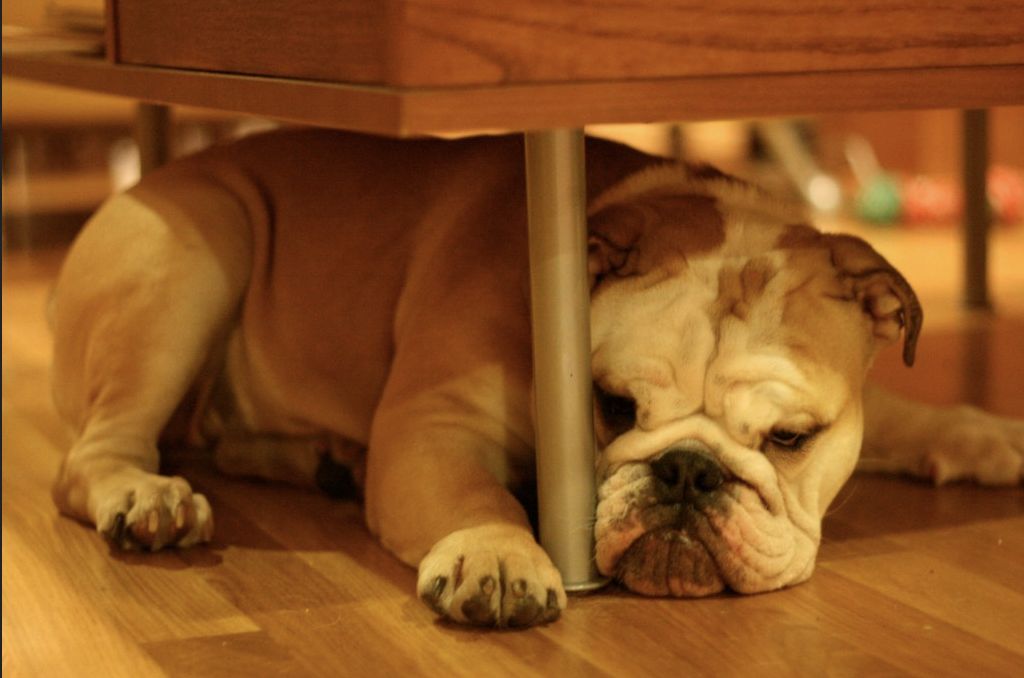 5 Emotional Signs of Dog Abuse and How to Recognize Them - Petful