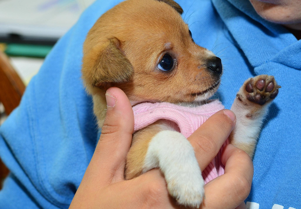How You Can Help Animal Shelters This Holiday Season