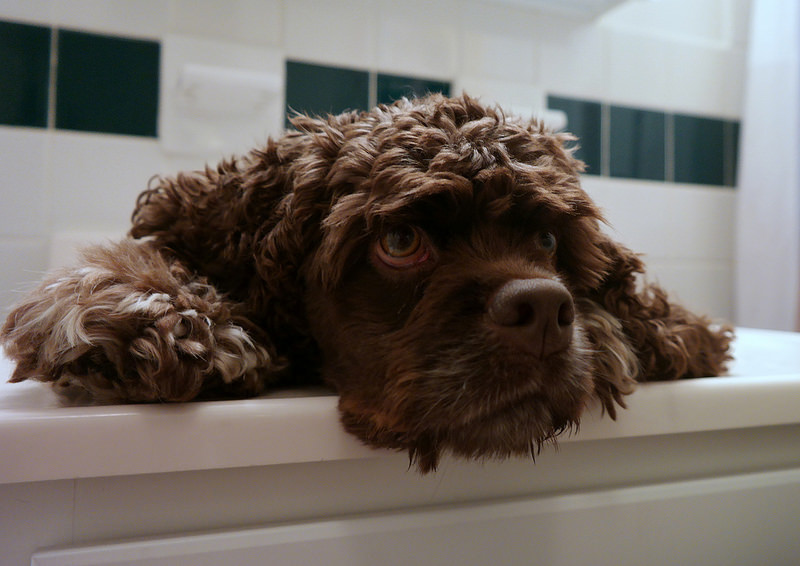 Beware: Understanding Mold Poisoning in Dogs - Symptoms, Treatment, and ...