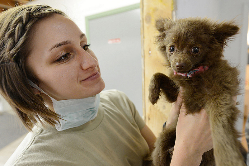 Dog Surgery: An Expert Guide to What to Expect (Vet-Approved)