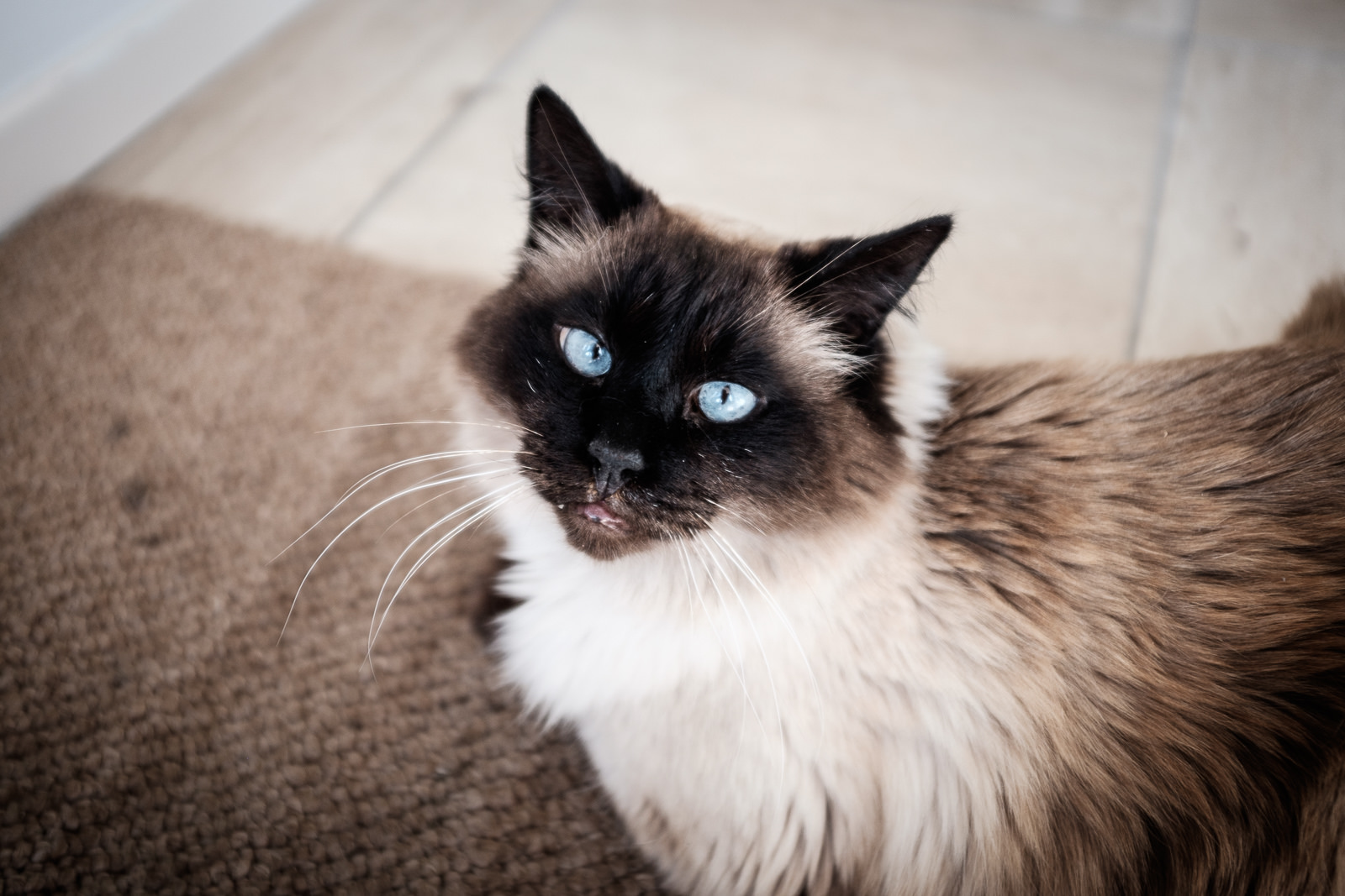 The Fascinating Science Behind Cat Color Points and Coat Patterns - Petful
