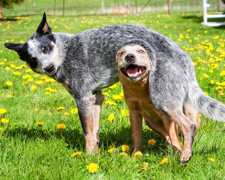 Battle Of The Sexes Male Vs Female Dogs Petful Battle Of The Sexes Male Vs Female Dogs Petful
