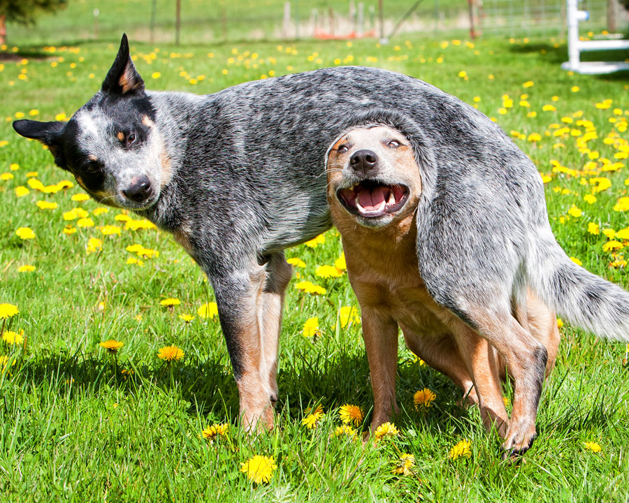 Male vs Female Dogs: Key Differences to Know Before Choosing - Petful