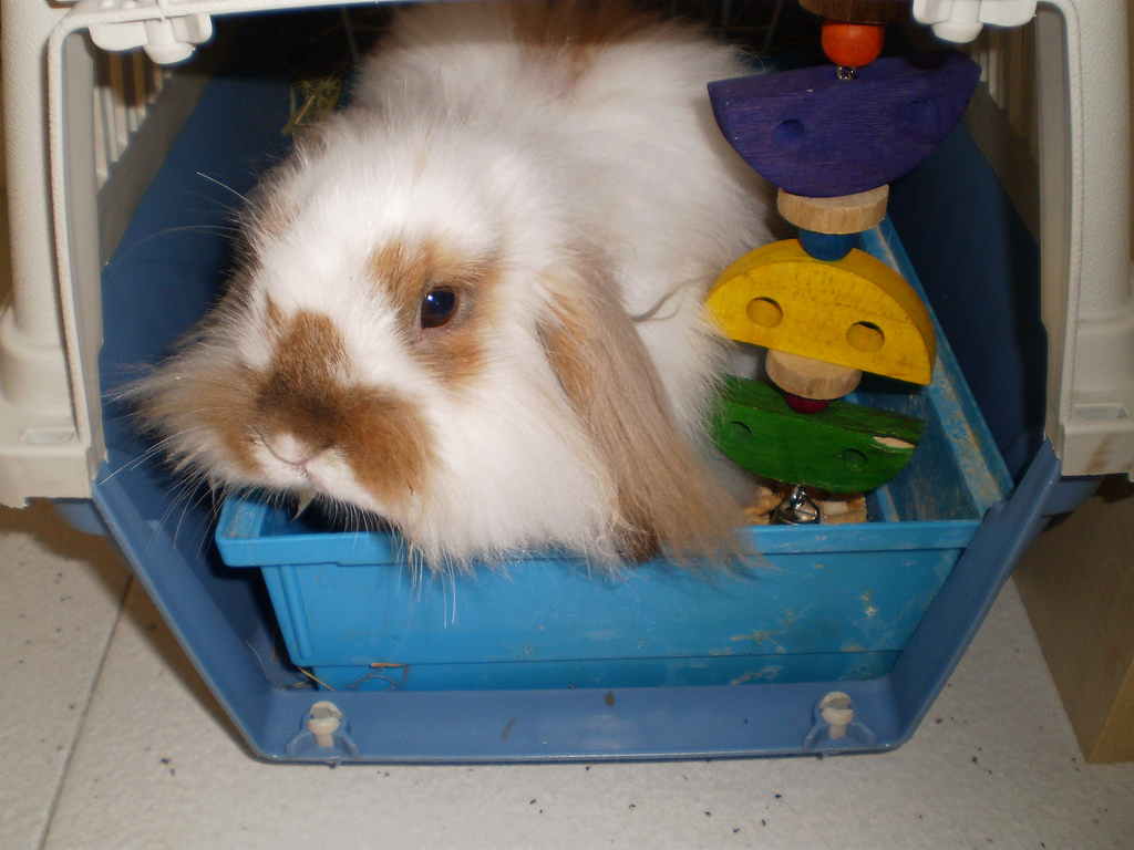 Pet Rabbits: An Expert Guide to Caring for a Pet Rabbit - Petful