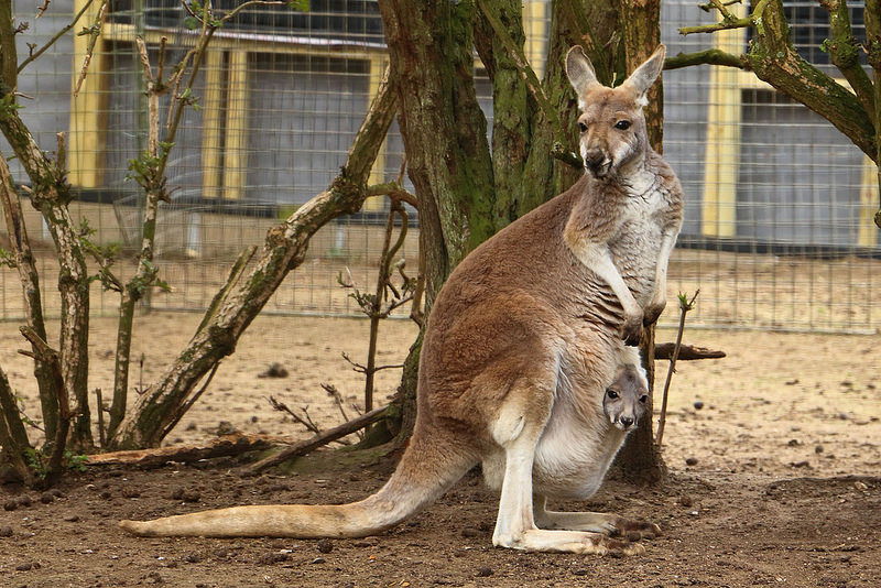 Kangaroos as Pets: Cute or Cruel? - Petful
