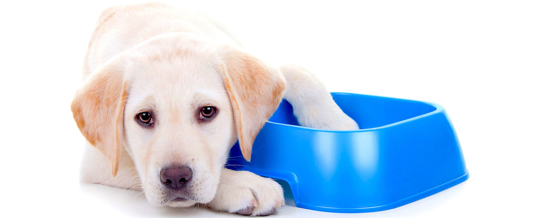 Dog Food Recall 2018 Is Your Brand On This List Petful Dog Food Recall 2018 Is Your Brand On This List Petful