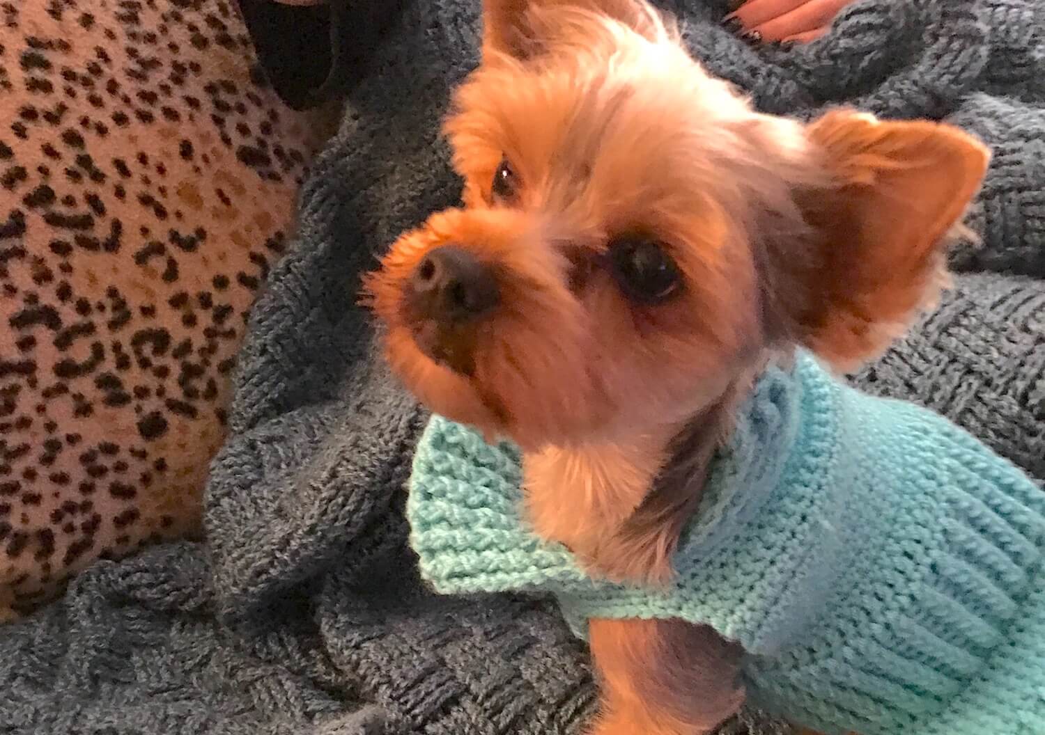 DIY How To Crochet A Dog Sweater Your Pup Will Look Adorable Wearing