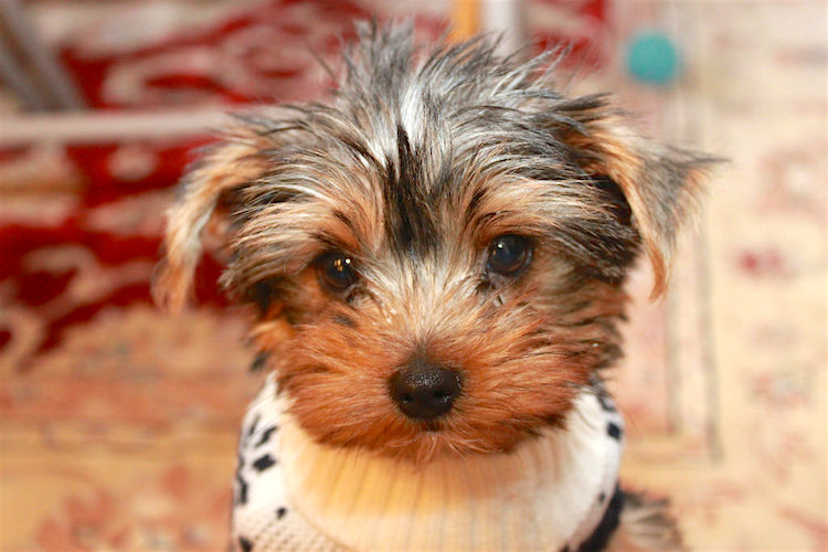 House Rules For Holiday Visitors And Your Pet House Rules For Holiday Visitors And Your Pet