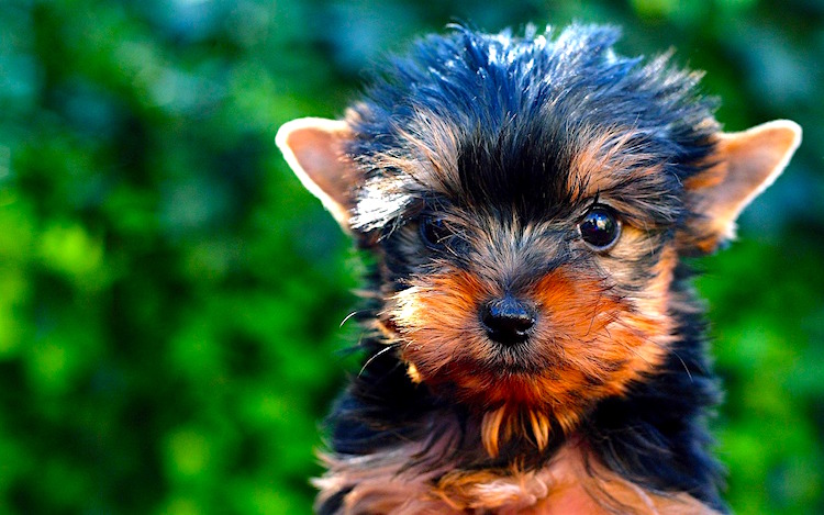 Gradually Suffocating: Collapsed Trachea in Dogs - Petful