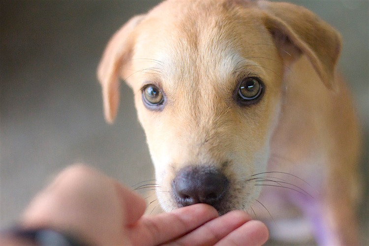 10 Most Common Dog Health Problems Every Pet Owner Should Know - Petful