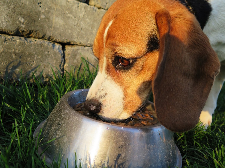 Understanding Dog Loss of Appetite: Causes and Solutions - Petful