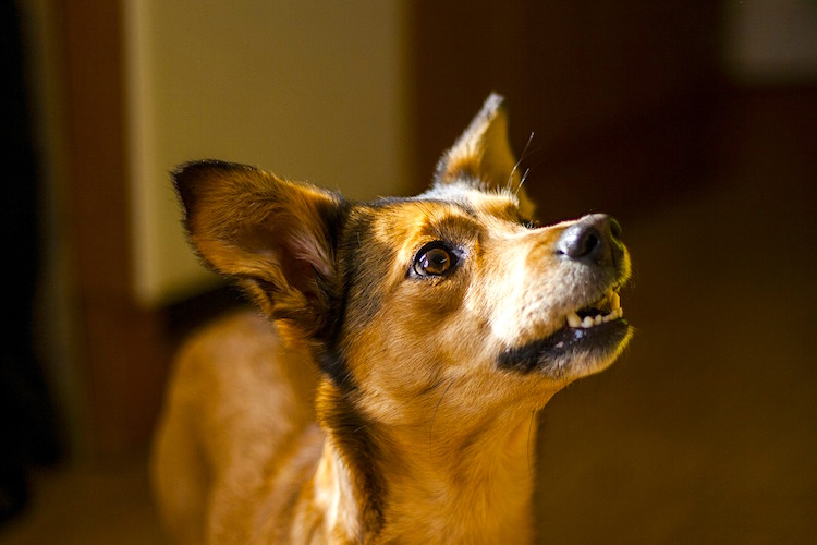 The Benefits of Dog Training for Older Dogs: It’s Never Too Late to ...