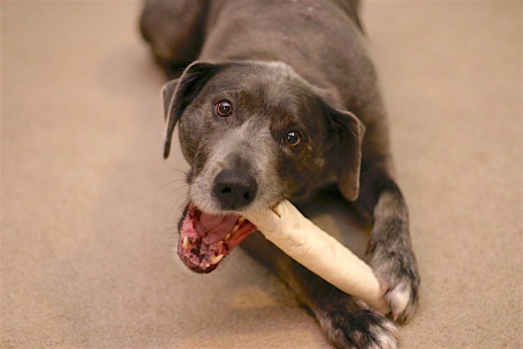 Is Rawhide Bad For Dogs? Why or Why Not? for Dogs (Vet-Approved Advice)