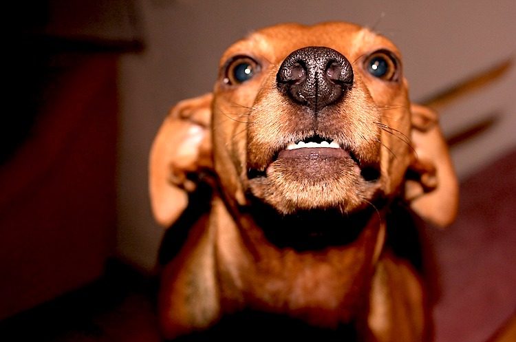 12 Warning Signs That a Dog May Bite | Is This Dog Aggressive? 12 Warning Signs That a Dog May Bite | Is This Dog Aggressive?
