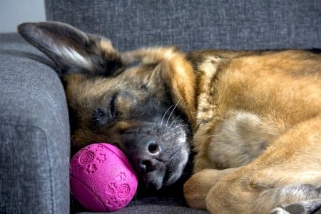 Understanding Dog Nightmares: Causes, Signs, and How to Help - Petful