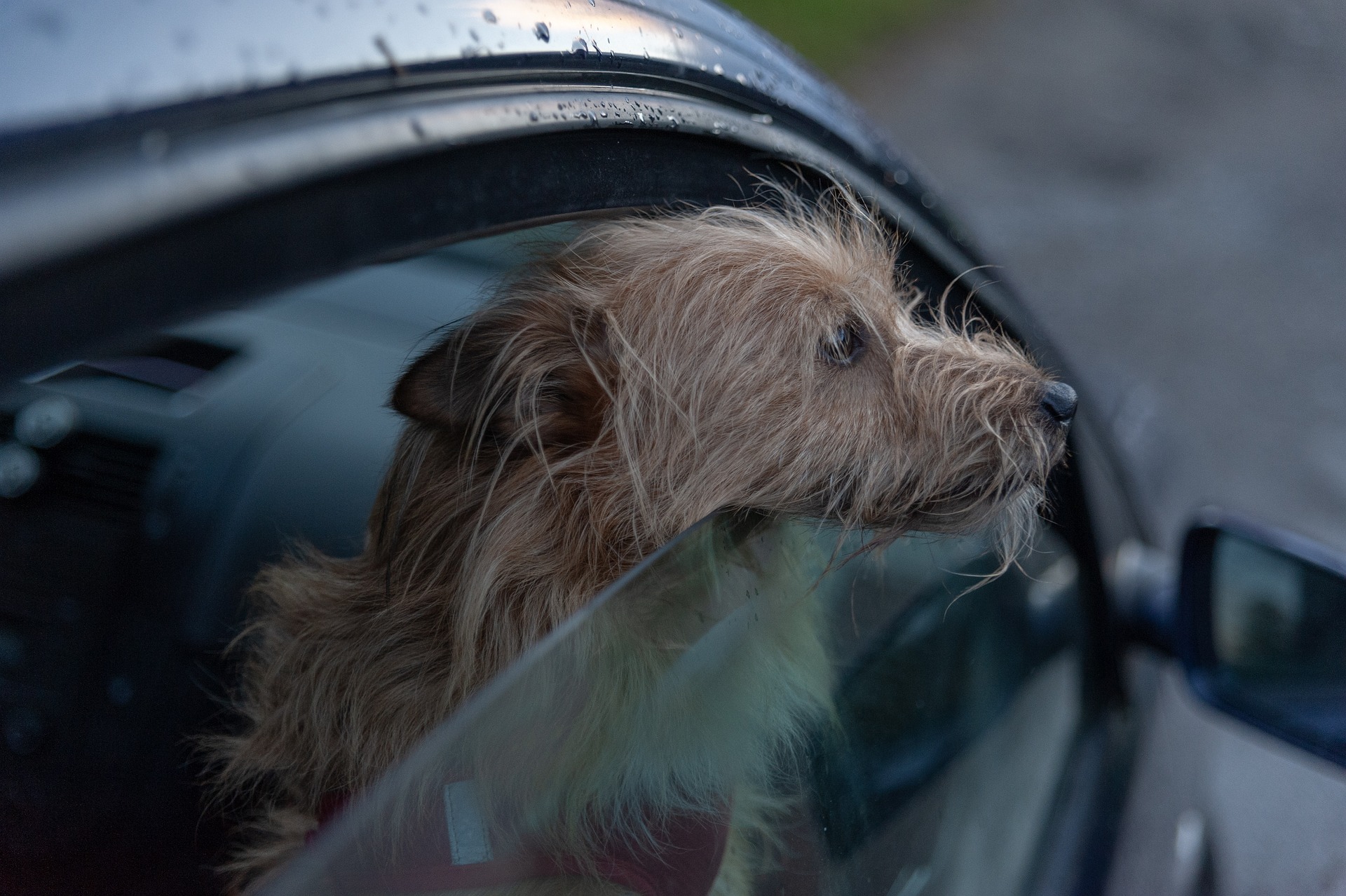 New US Dog Entry Requirements for Canadians Start August 1, 2024 - Petful