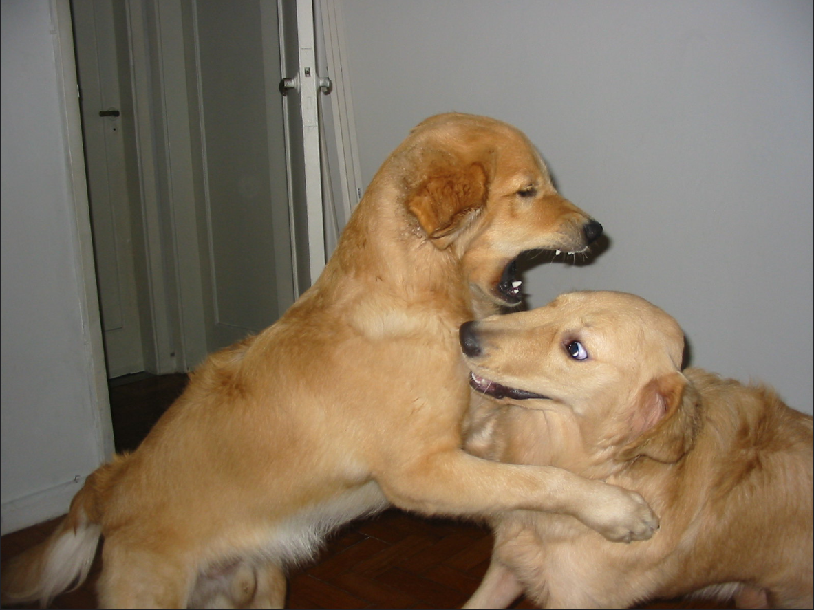 10 Funniest Dog Breeds in the World - Petful