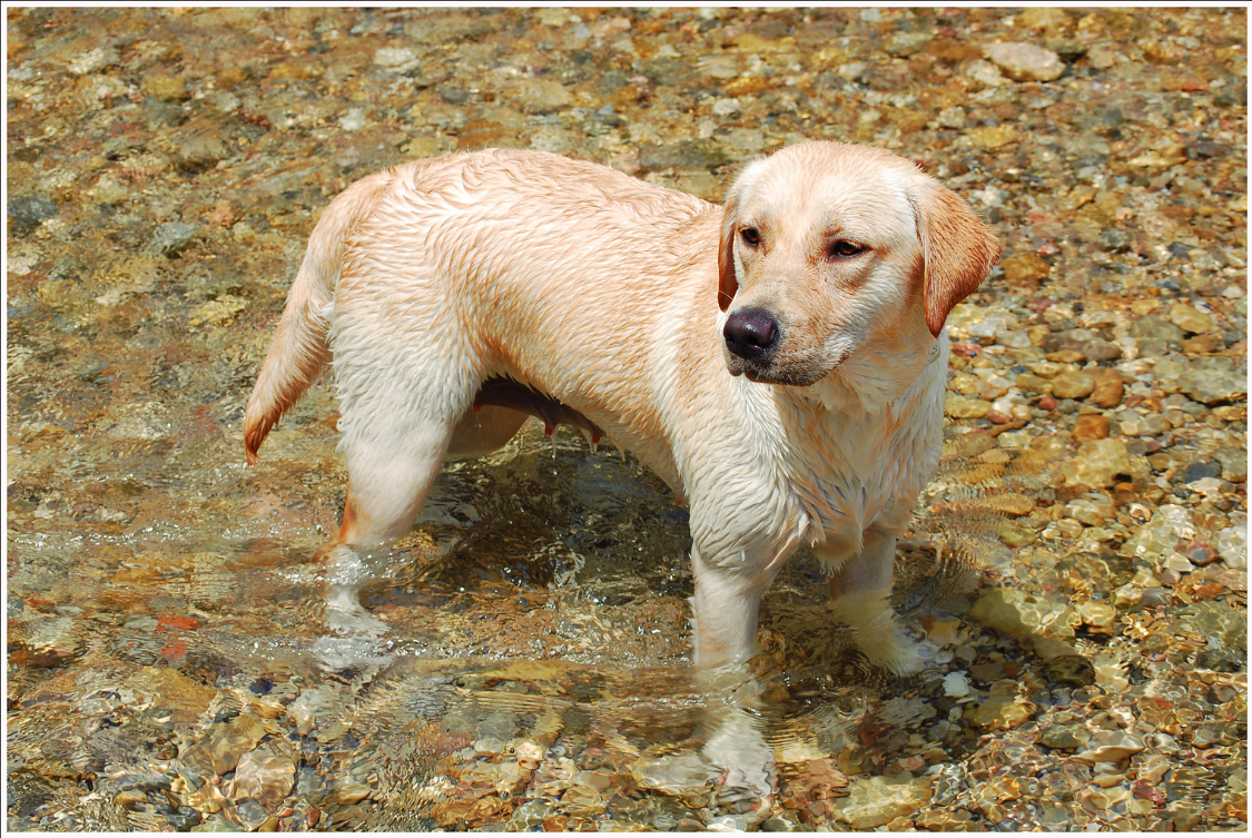 10 Funniest Dog Breeds in the World - Petful