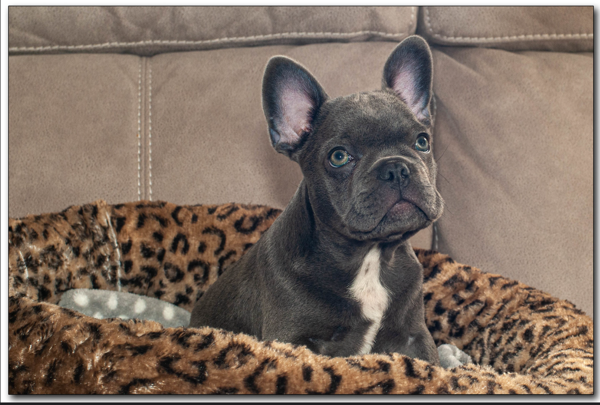 10 Funniest Dog Breeds in the World - Petful