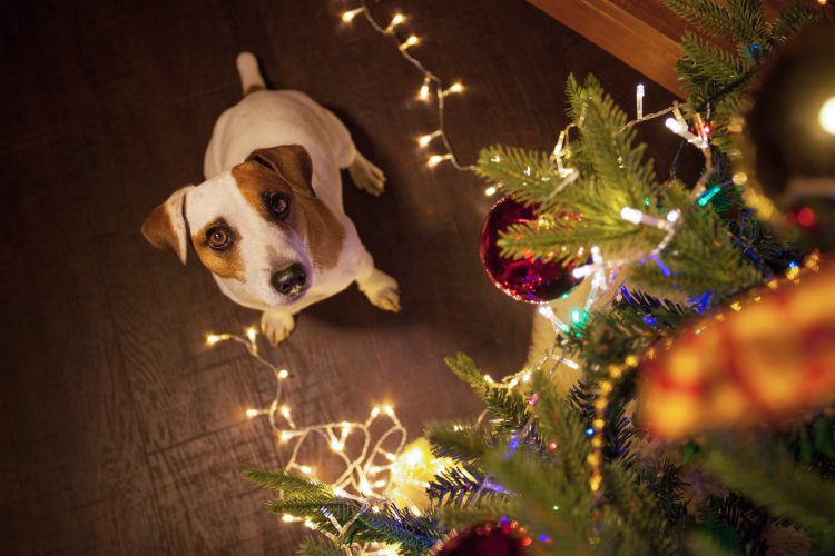 Christmas Pet Safety for a Happy Holiday - Petful